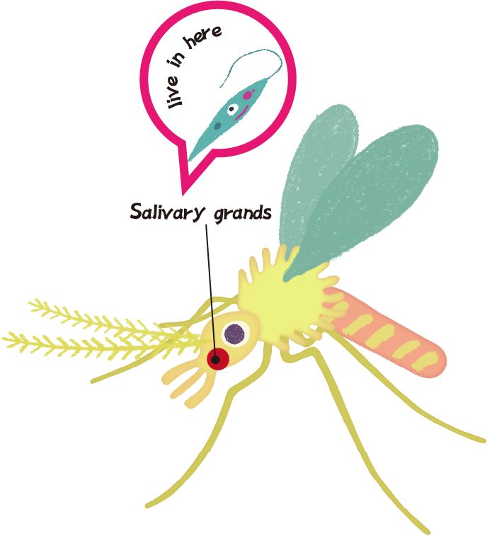 Leishmaniasis | Vector-borne disease