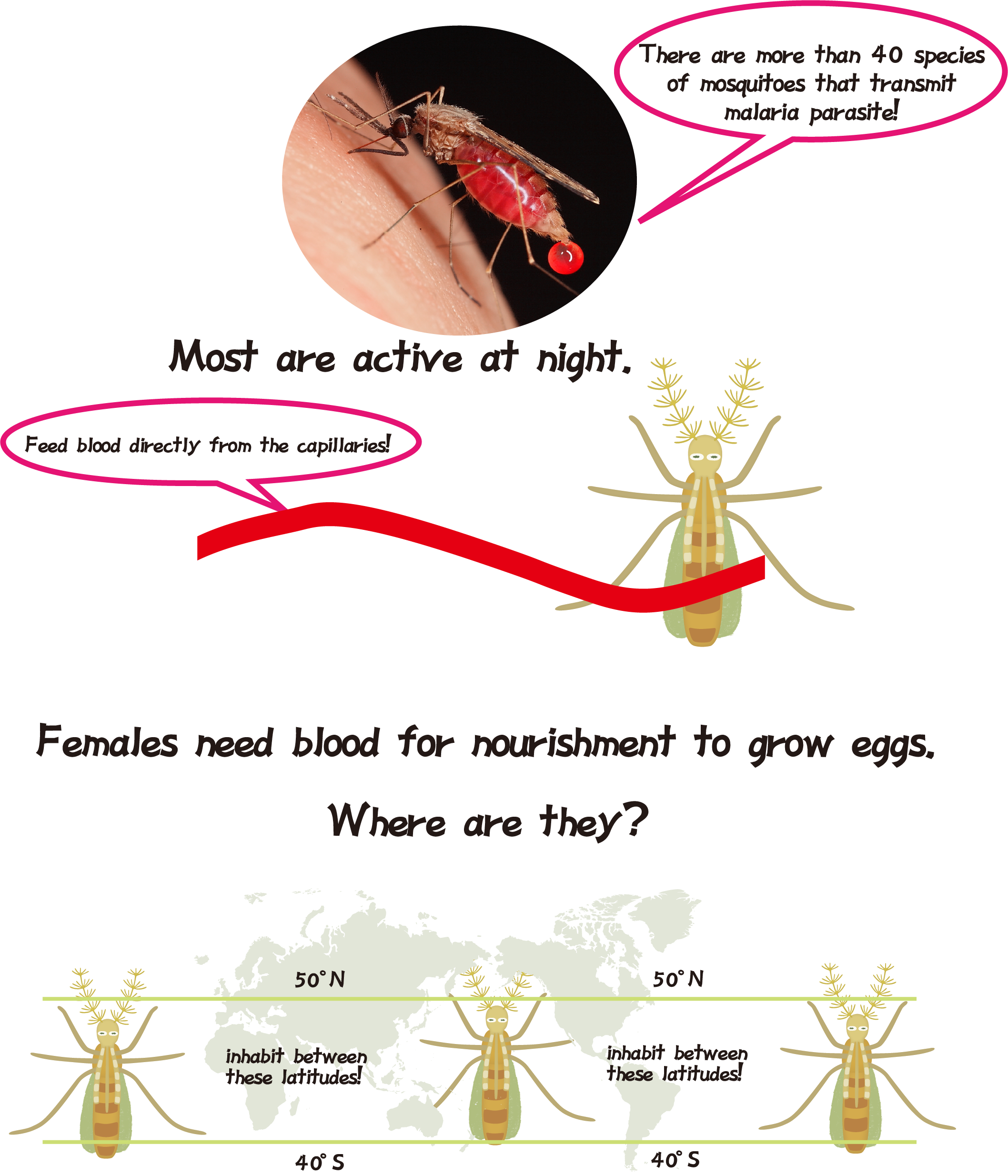 Anopheles – vector carrying Plasmodium falciparum | Vector-borne disease